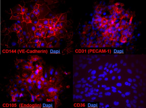 Blood-Brain Barrier hCMEC/D3 Cell Line | SCC066